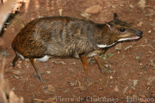 The mousedeer headache | Pierre Wildlife