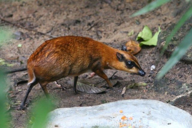 The mousedeer headache | Pierre Wildlife