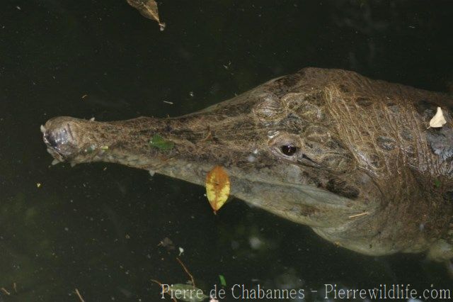 The "cataphractus" case