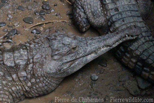 The "cataphractus" case