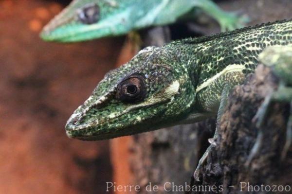 Anoles