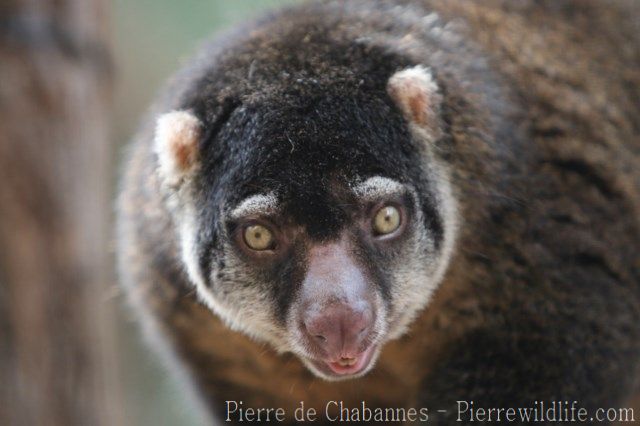 Cuscus and gliders