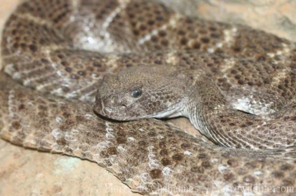 Vipers and relatives