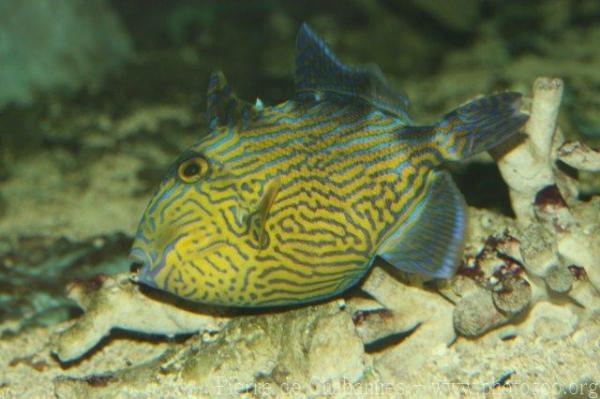 Triggerfishes