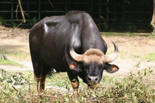 Wild bovids