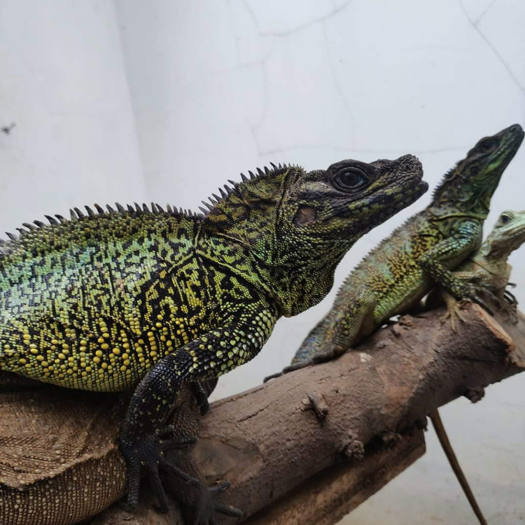 Indonesian Hydrosaurus