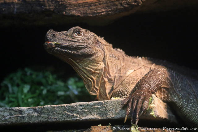 Indonesian Hydrosaurus