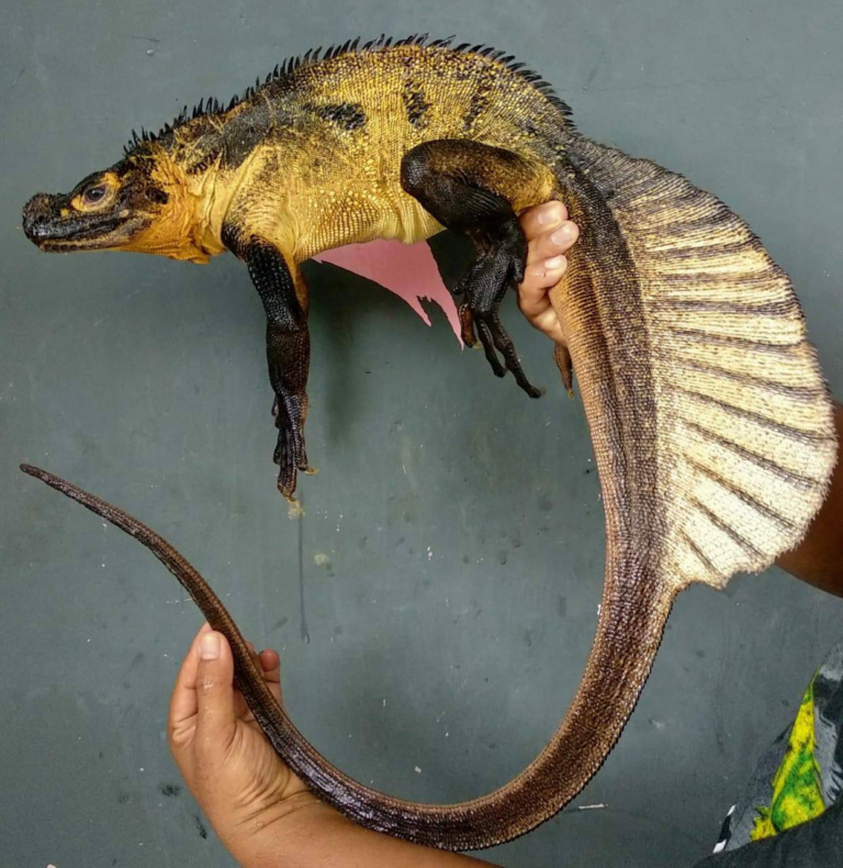 Indonesian Hydrosaurus