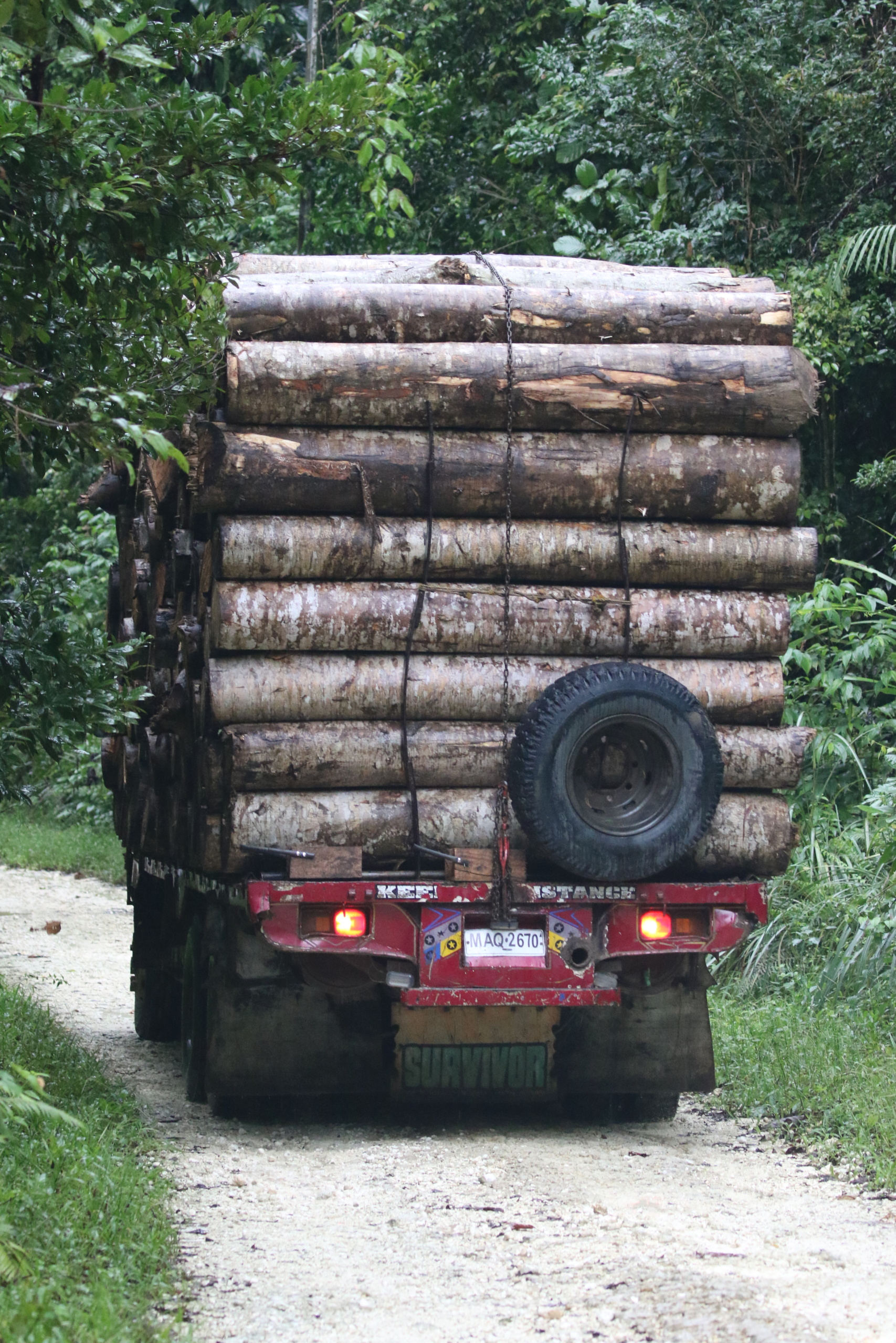 Biodiversity survey in Bislig (Mindanao, Philippines)