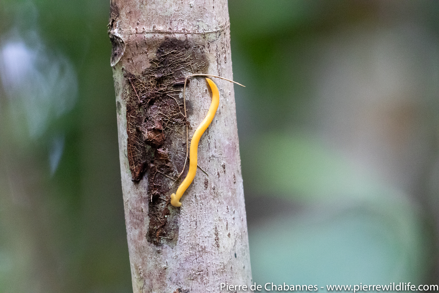 Biodiversity survey in Bislig (Mindanao, Philippines)