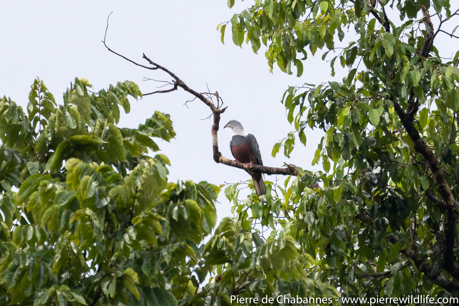 Biodiversity survey in Bislig (Mindanao, Philippines)