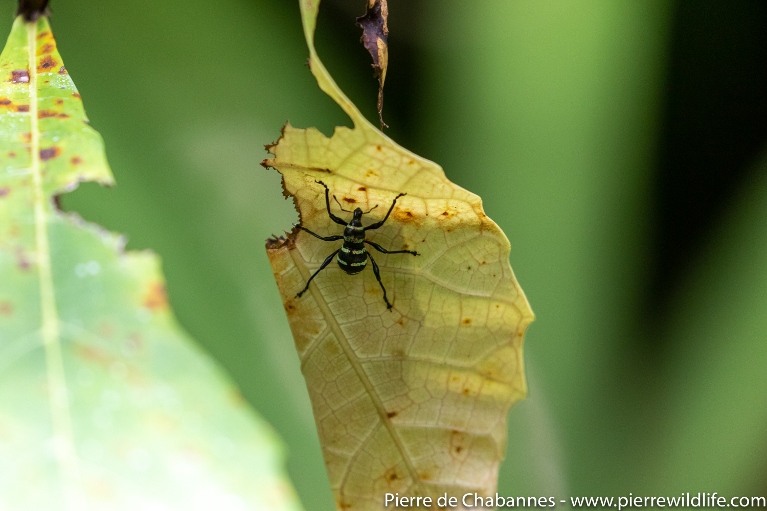Biodiversity survey in Bislig (Mindanao, Philippines)