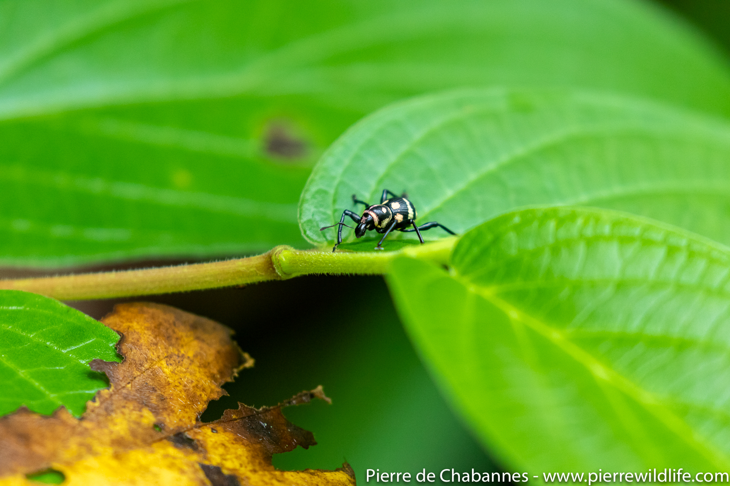 Biodiversity survey in Bislig (Mindanao, Philippines)