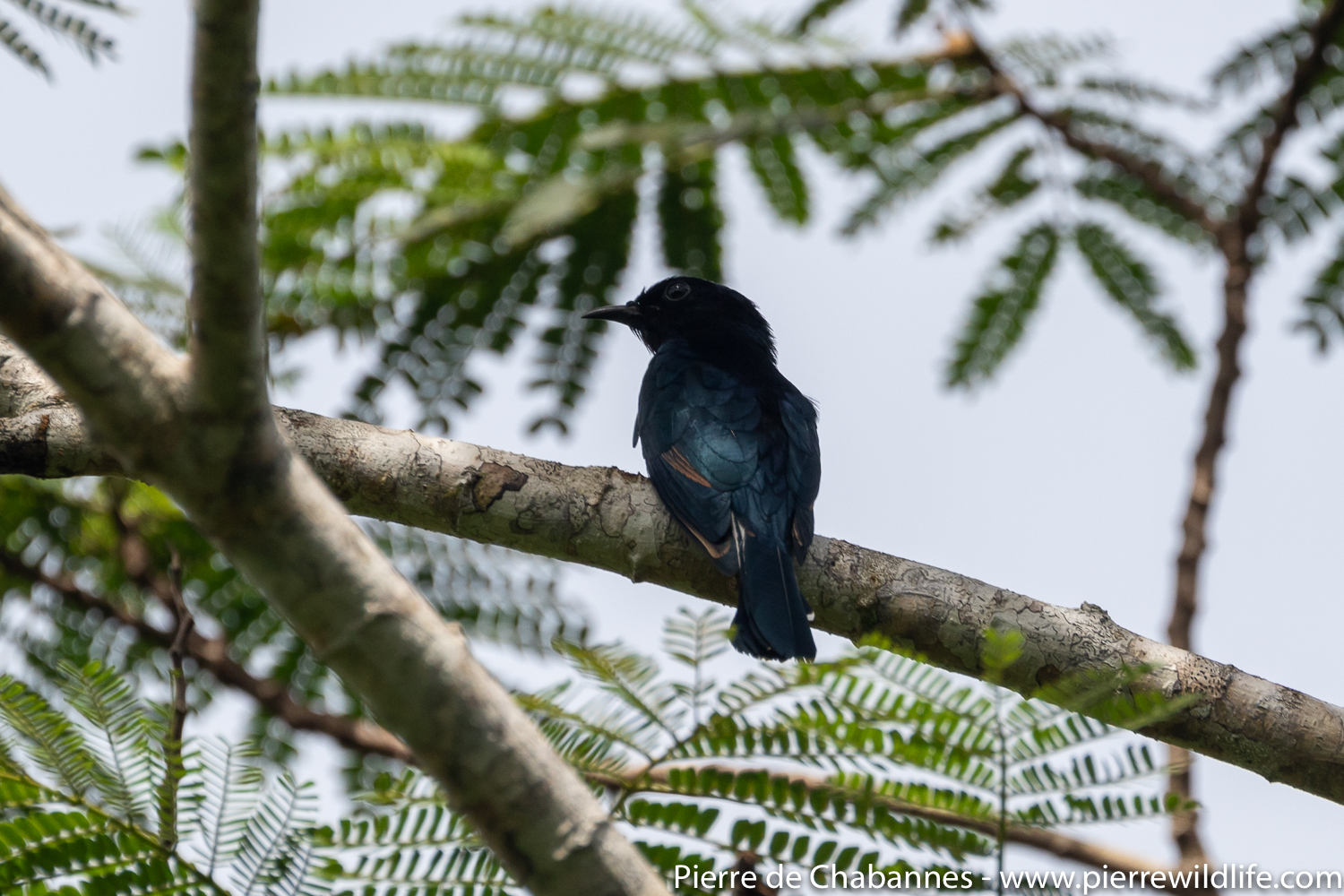 Biodiversity survey in Bislig (Mindanao, Philippines)