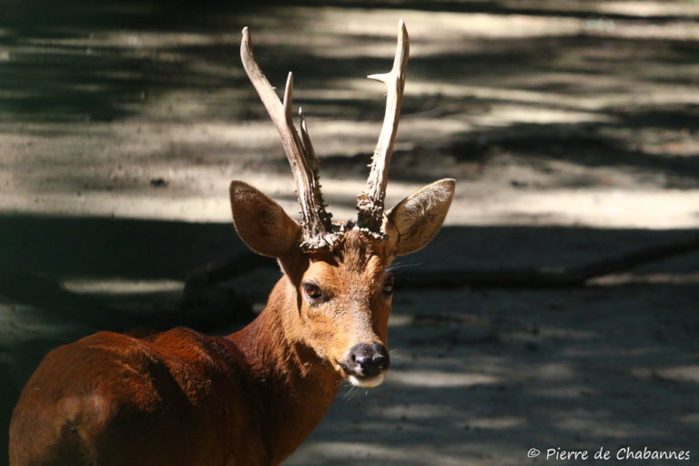 Capreolus pygargus bedfordi