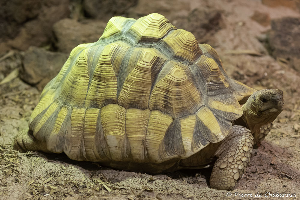 Astrochelys yniphora