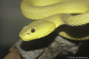 Trimeresurus insularis