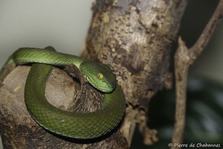 Trimeresurus macrops