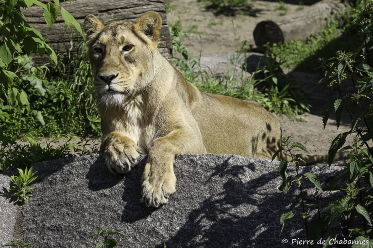 Panthera leo persica